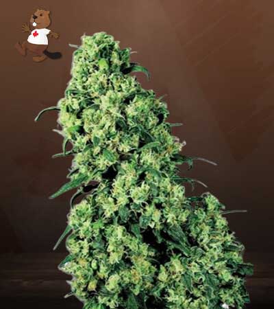 Skunk #1 Strain Feminized Marijuana Seeds | Beaver Seeds