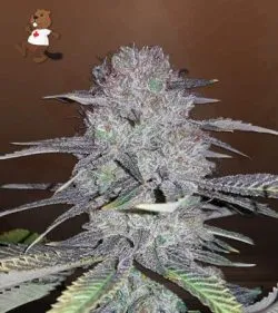 Wedding Cake Strain Feminized Marijuana Seeds | Beaver Seeds
