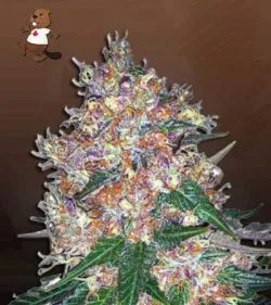 Pink Runtz Strain Autoflowering Feminized Marijuana Seeds | Beaver Seeds