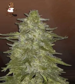 Super Hash Strain Autoflowering Feminized Marijuana Seeds | Beaver Seeds