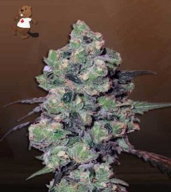 Skunkberry Strain Feminized Marijuana Seeds | Beaver Seeds
