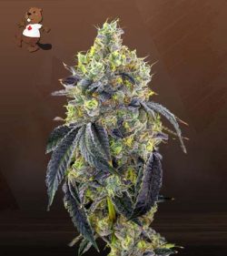 Fatso Strain Feminized Marijuana Seeds | Beaver Seeds