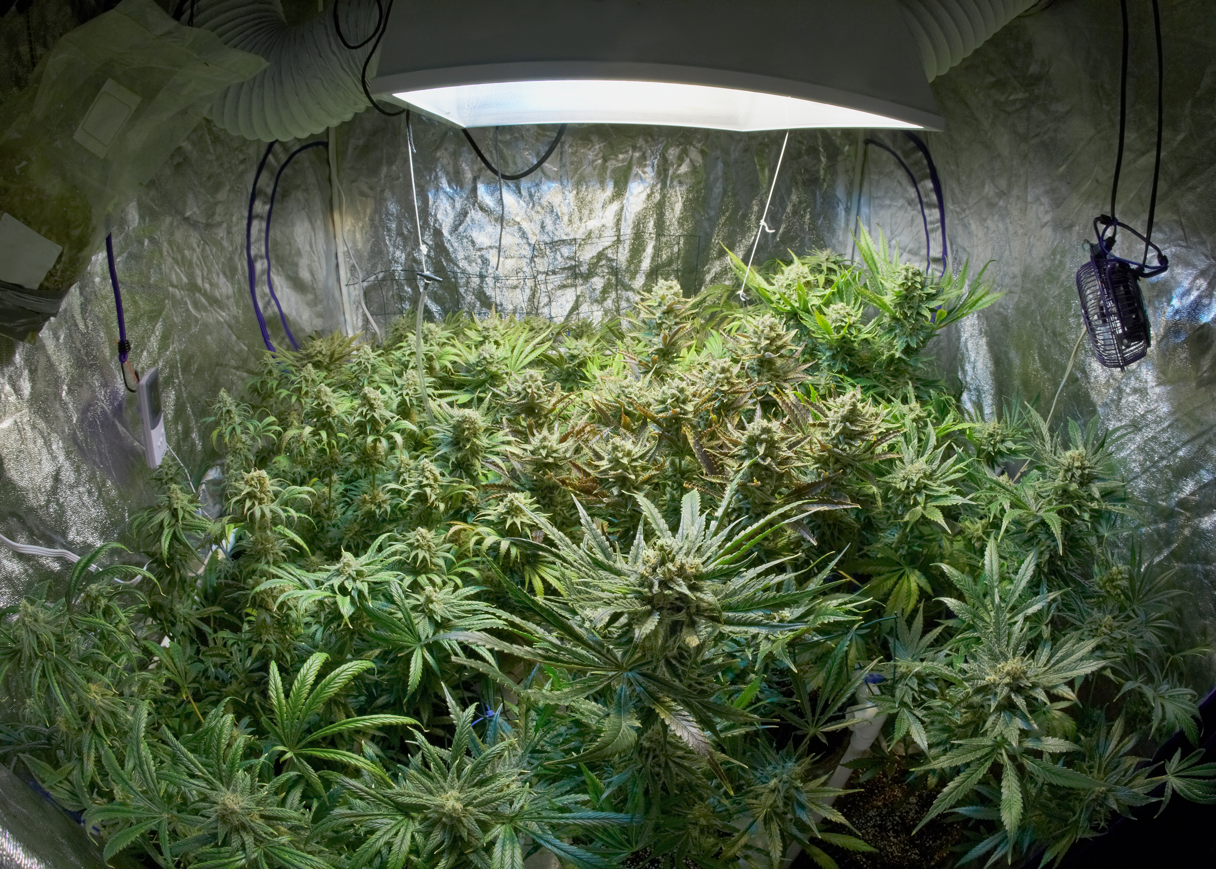 Tips on Growing Cannabis In Tiny Spaces | Beaver Seeds