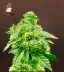 Grease Monkey Strain Feminized Marijuana Seeds | Beaver Seeds