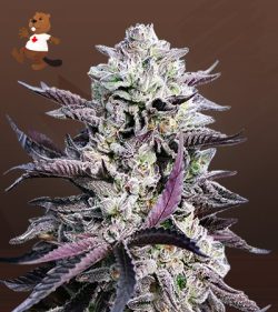 Mandarin Cookies Strain Feminized Marijuana Seeds | Beaver Seeds