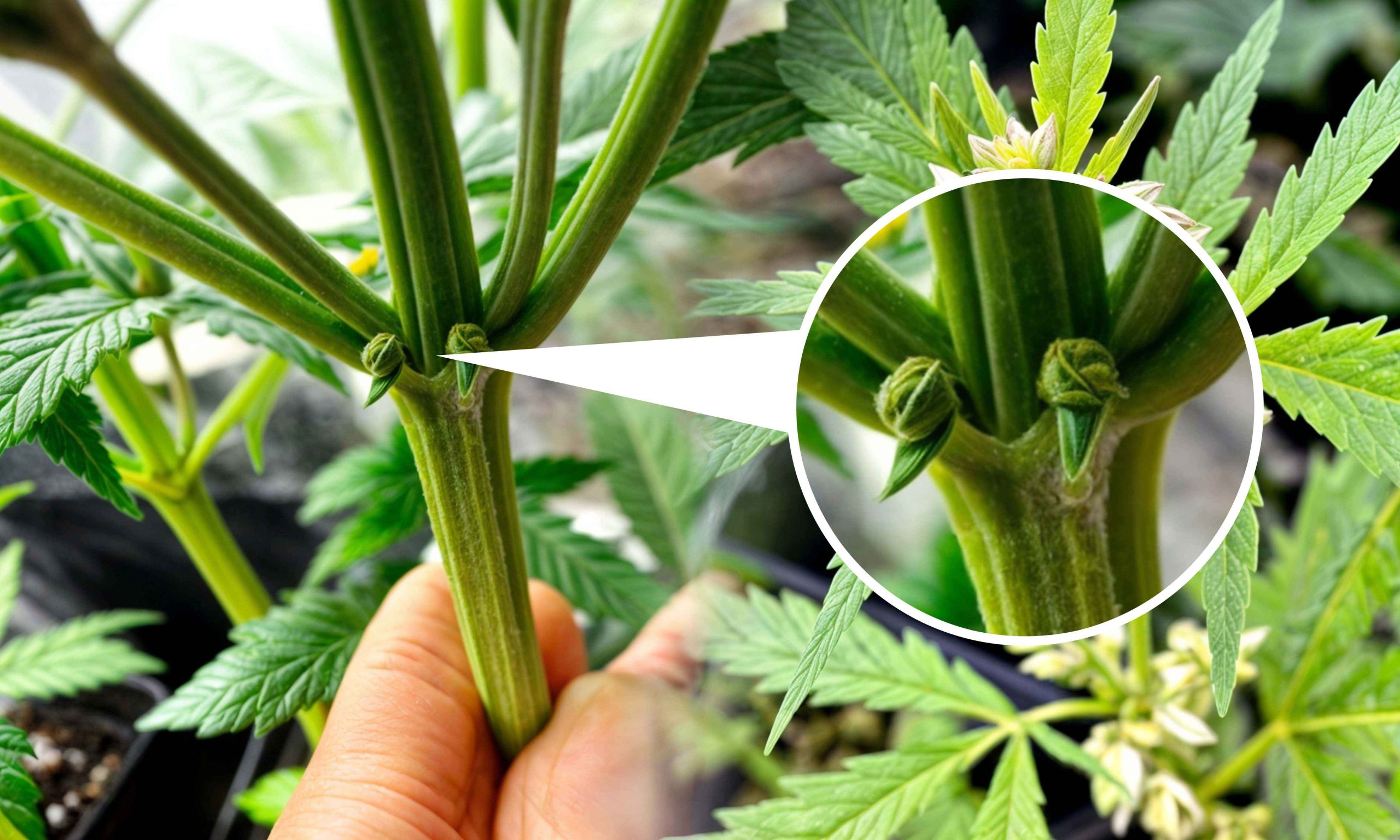 Early Signs of Hermie Plant | Beaver Seeds