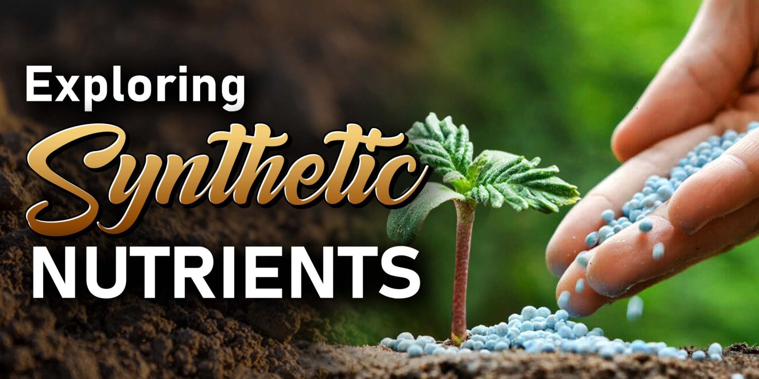 Exploring Synthetic Nutrients | Beaver Seeds