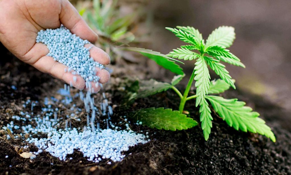 Exploring Synthetic Nutrients | Beaver Seeds