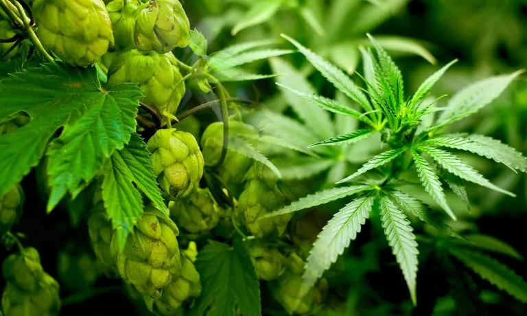 Exploring the Roots of Cannabaceae Family Tree | Beaver Seeds