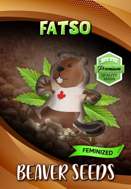 Fatso Strain Feminized Marijuana Seeds | Beaver Seeds