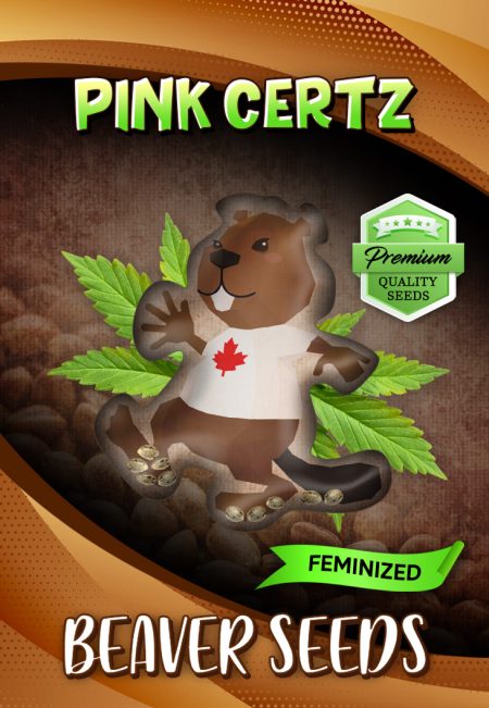 Pink Certz Strain Feminized Marijuana Seeds | Beaver Seeds