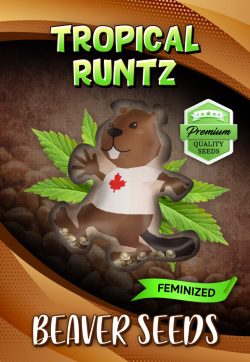 Tropical Runtz Strain Feminized Marijuana Seeds | Beaver Seeds