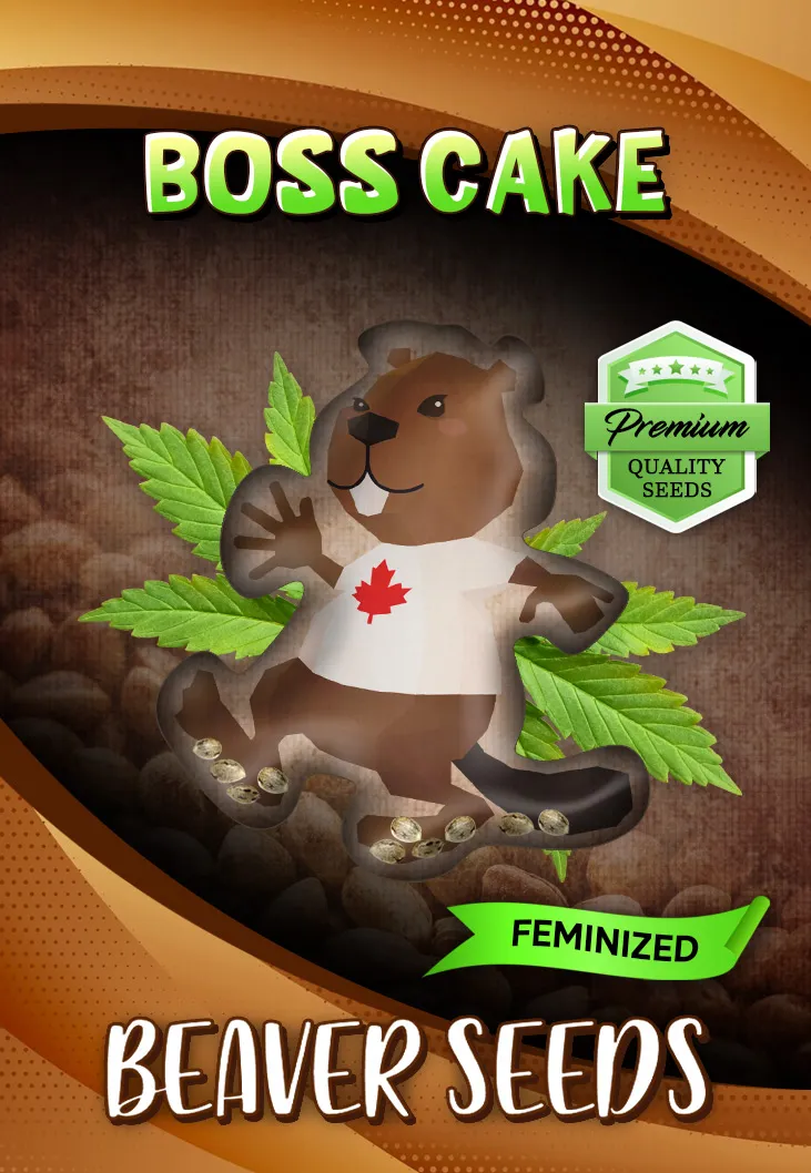 Boss Cake Strain Feminized Marijuana Seeds | Beaver Seeds