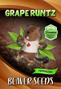 Grape Runtz Strain Feminized Marijuana Seeds | Beaver Seeds