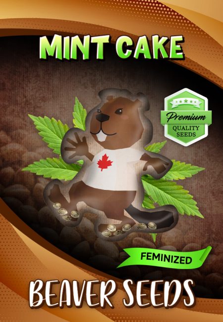 Mint Cake Strain Feminized Marijuana Seeds | Beaver Seeds