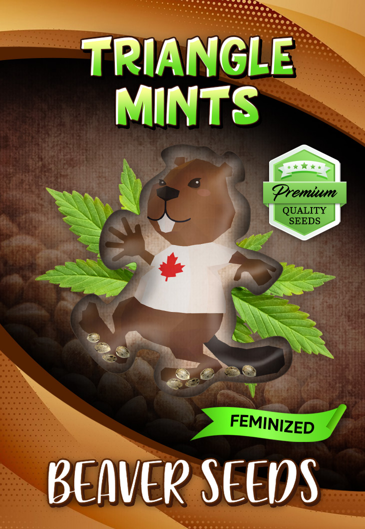 Triangle Mints Strain Feminized Marijuana Seeds | Beaver Seeds