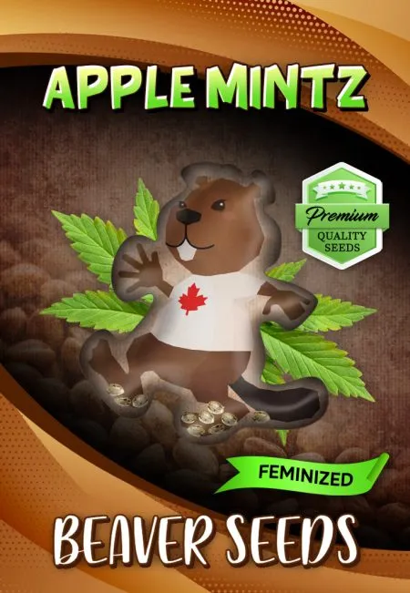 Apple Mintz Strain Feminized Marijuana Seeds | Beaver Seeds