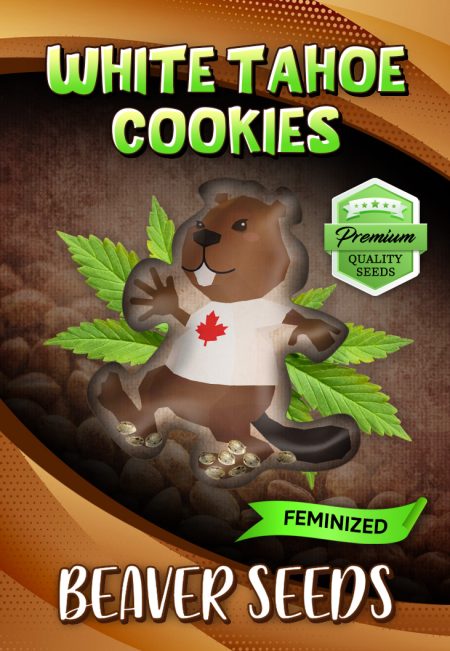 White Tahoe Cookies Strain Feminized Marijuana Seeds | Beaver Seeds