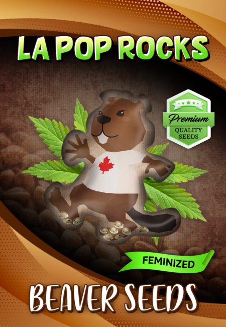 La Pop Rocks Strain Feminized Marijuana Seeds | Beaver Seeds