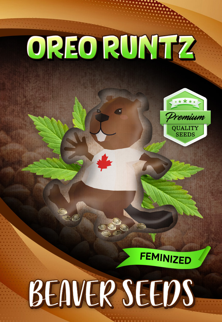 Oreo Runtz Strain Feminized Marijuana Seeds | Beaver Seeds