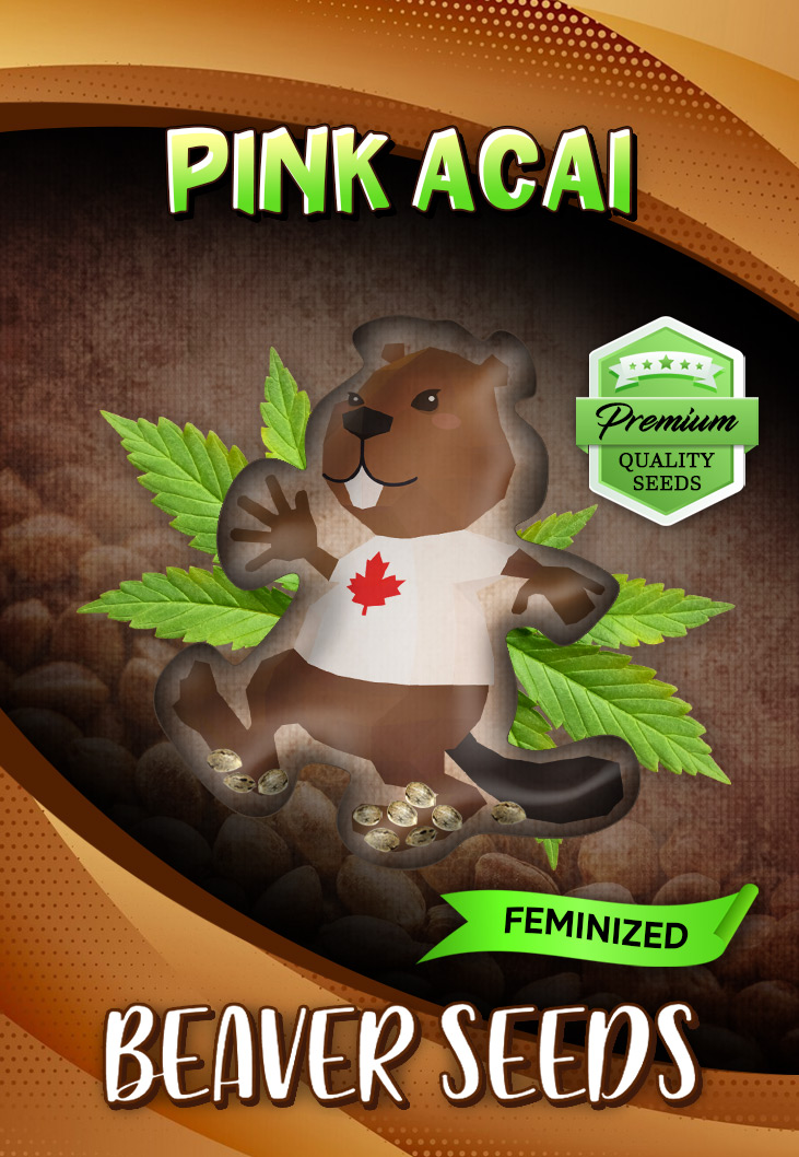 Pink Acai Strain Feminized Marijuana Seeds | Beaver Seeds